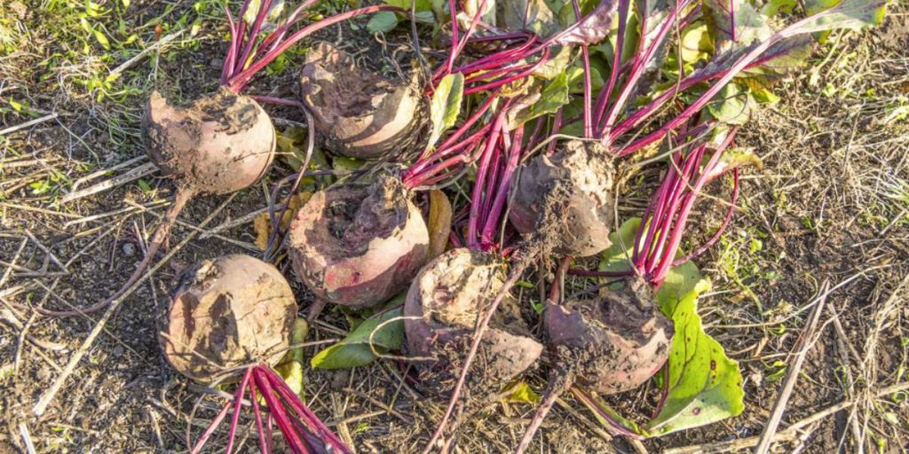 Beet - Pests & Diseases - AI Farming