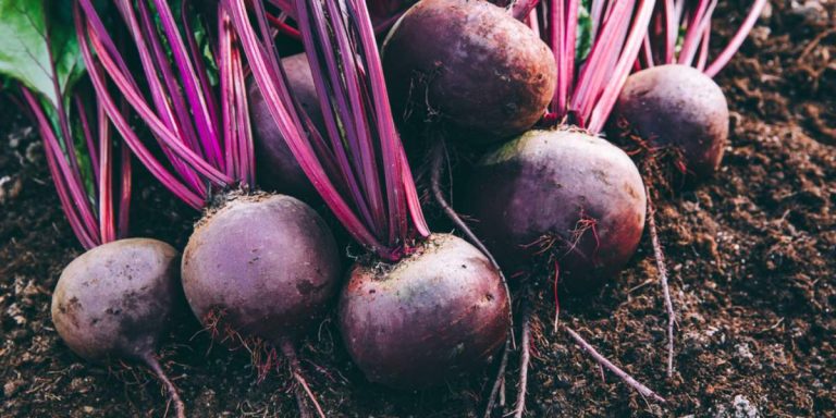 Caring for Your Beet Plant - AI Farming